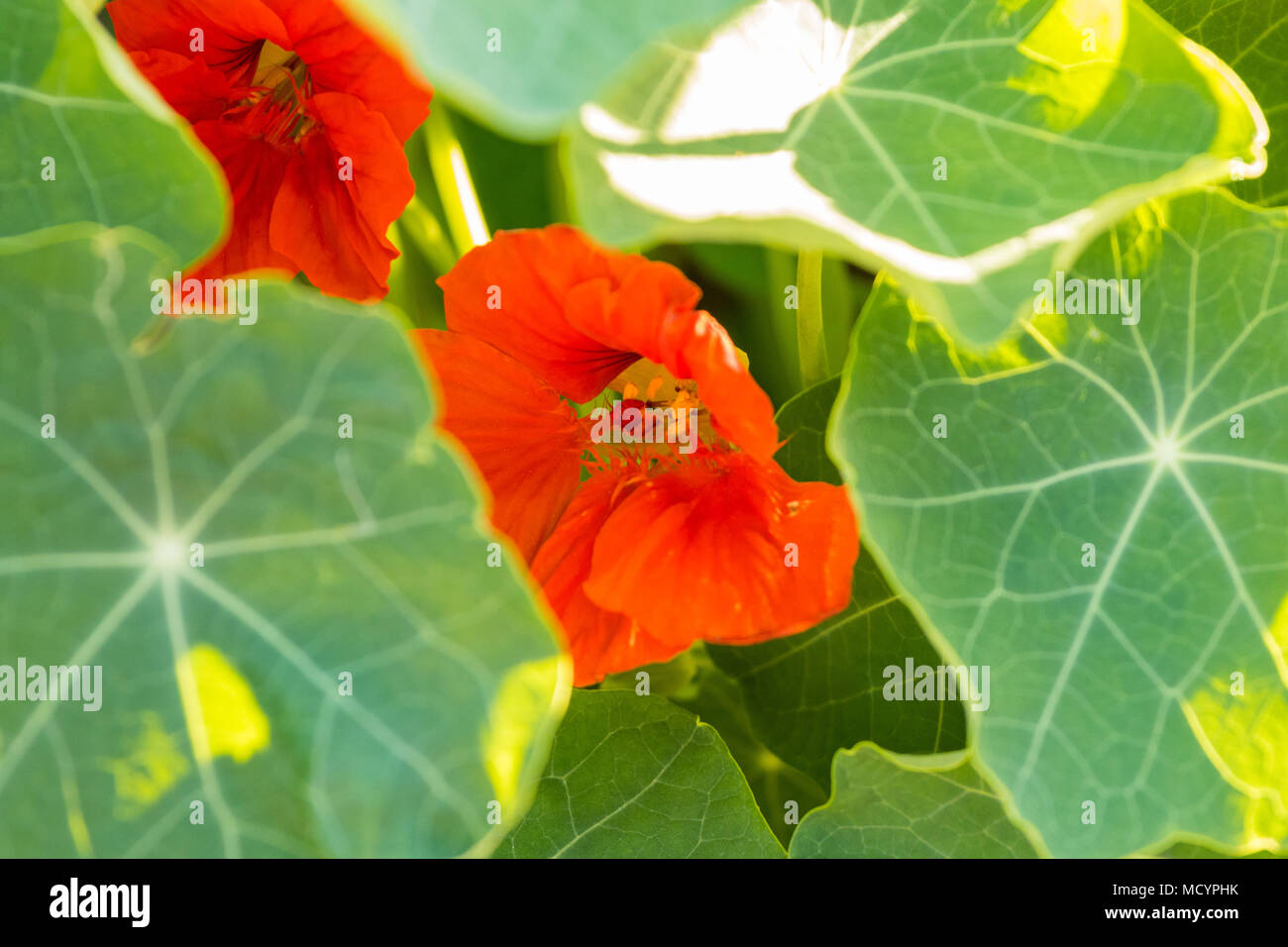 a red nasturtium blooms peeking out from inside the leaves Stock Photo ...
