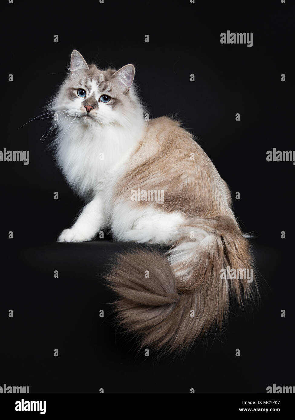 Neva masquerade point hi-res stock photography and images - Alamy