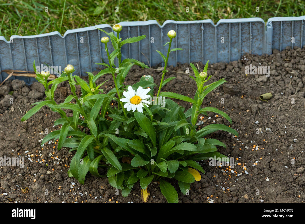 Evening snow flowers hi-res stock photography and images - Alamy