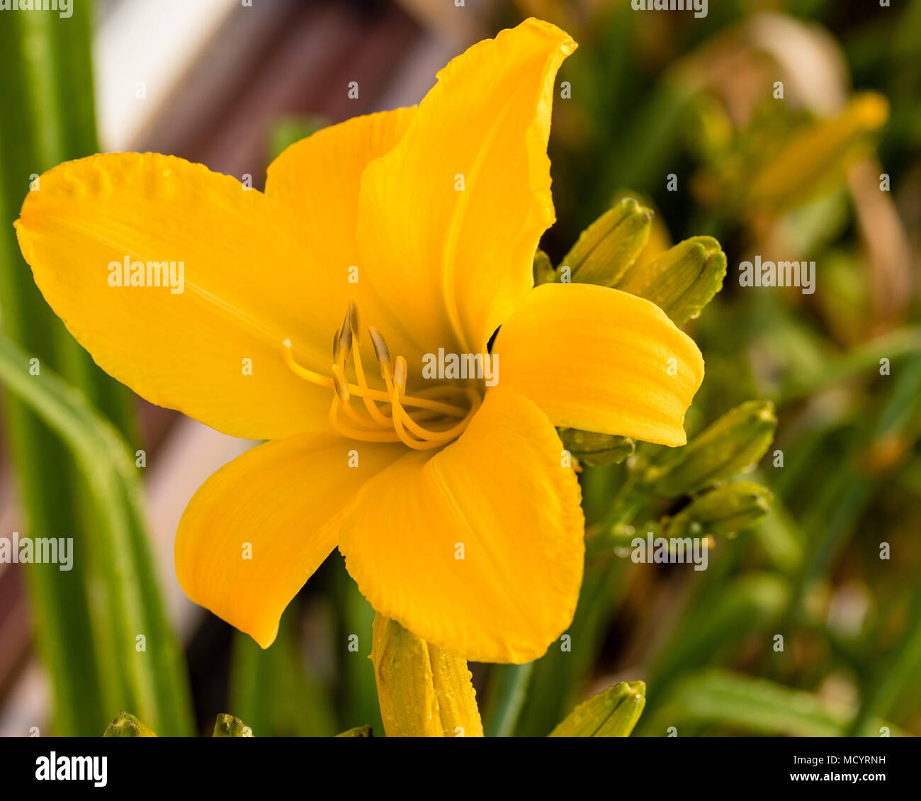 a newly opened yellow lily in the garden Stock Photo - Alamy