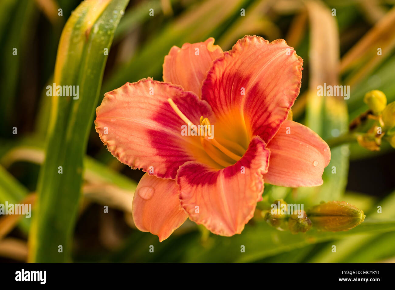Samon hi-res stock photography and images - Alamy