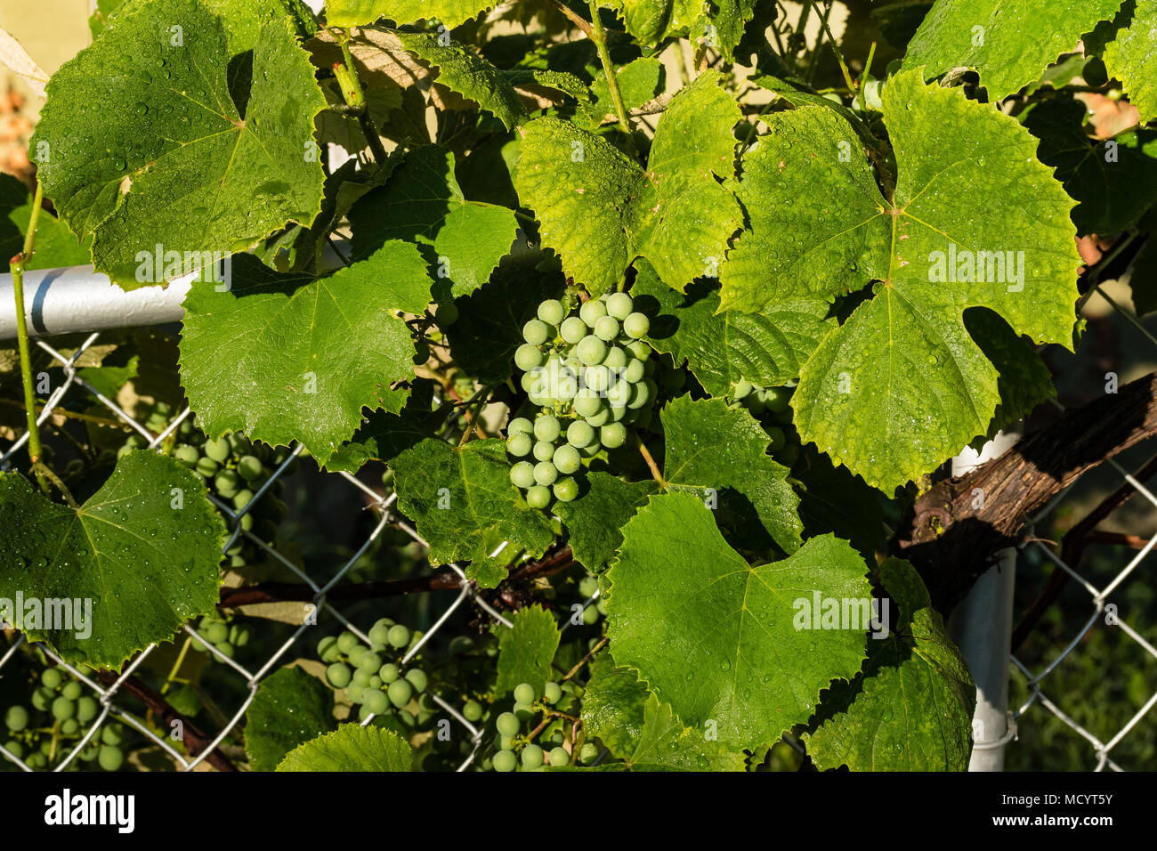 the grape vines, leaves and fruit in the morning sun Stock Photo - Alamy