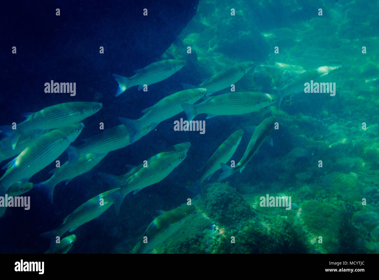Long group of fish in sea underwater Stock Photo - Alamy