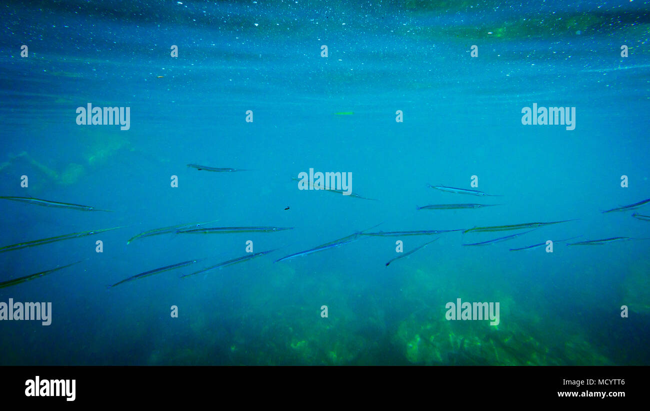 Long group of fish in sea underwater Stock Photo - Alamy