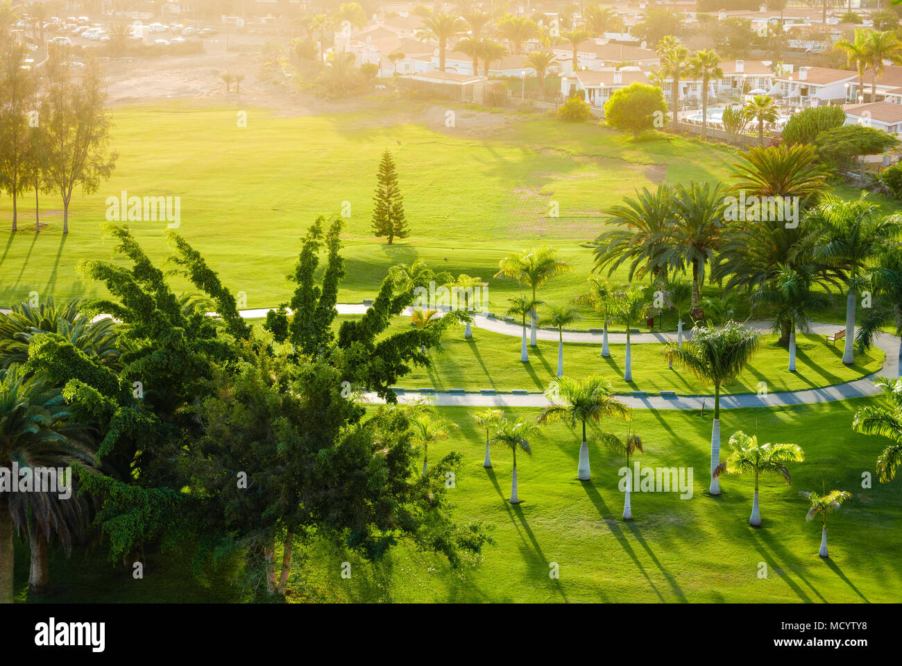 Above view on palm trees on green golf court Stock Photo - Alamy