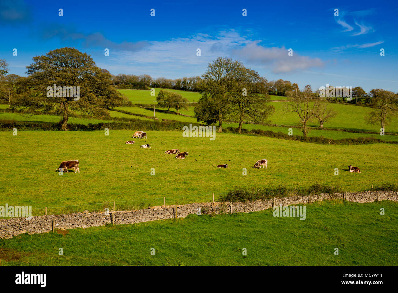 A group of English Longhorn cattle grazing in a field near Shepton ...