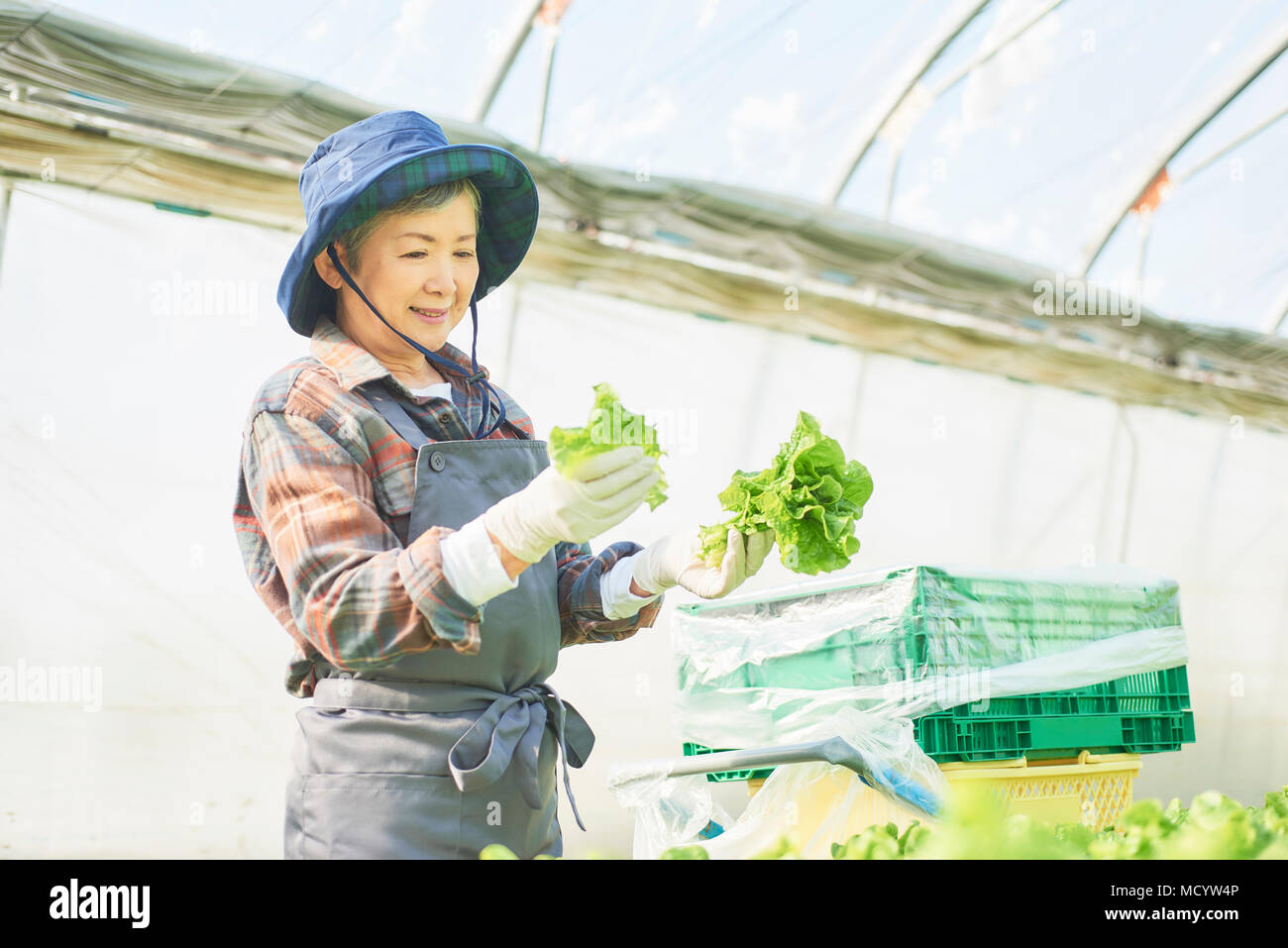 Senior woman picking stem lettuce Stock Photo - Alamy