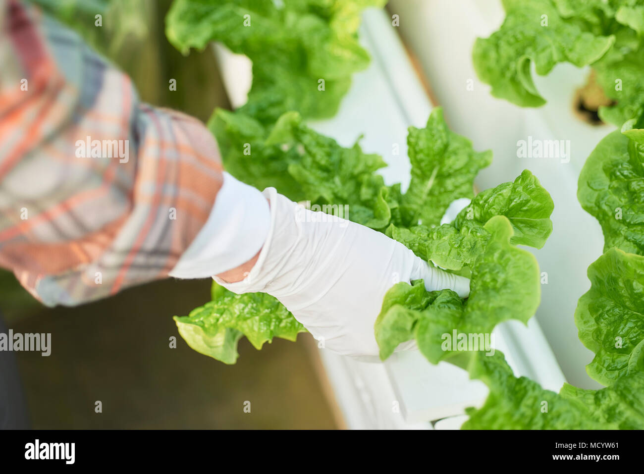 Stem lettuce hi-res stock photography and images - Alamy