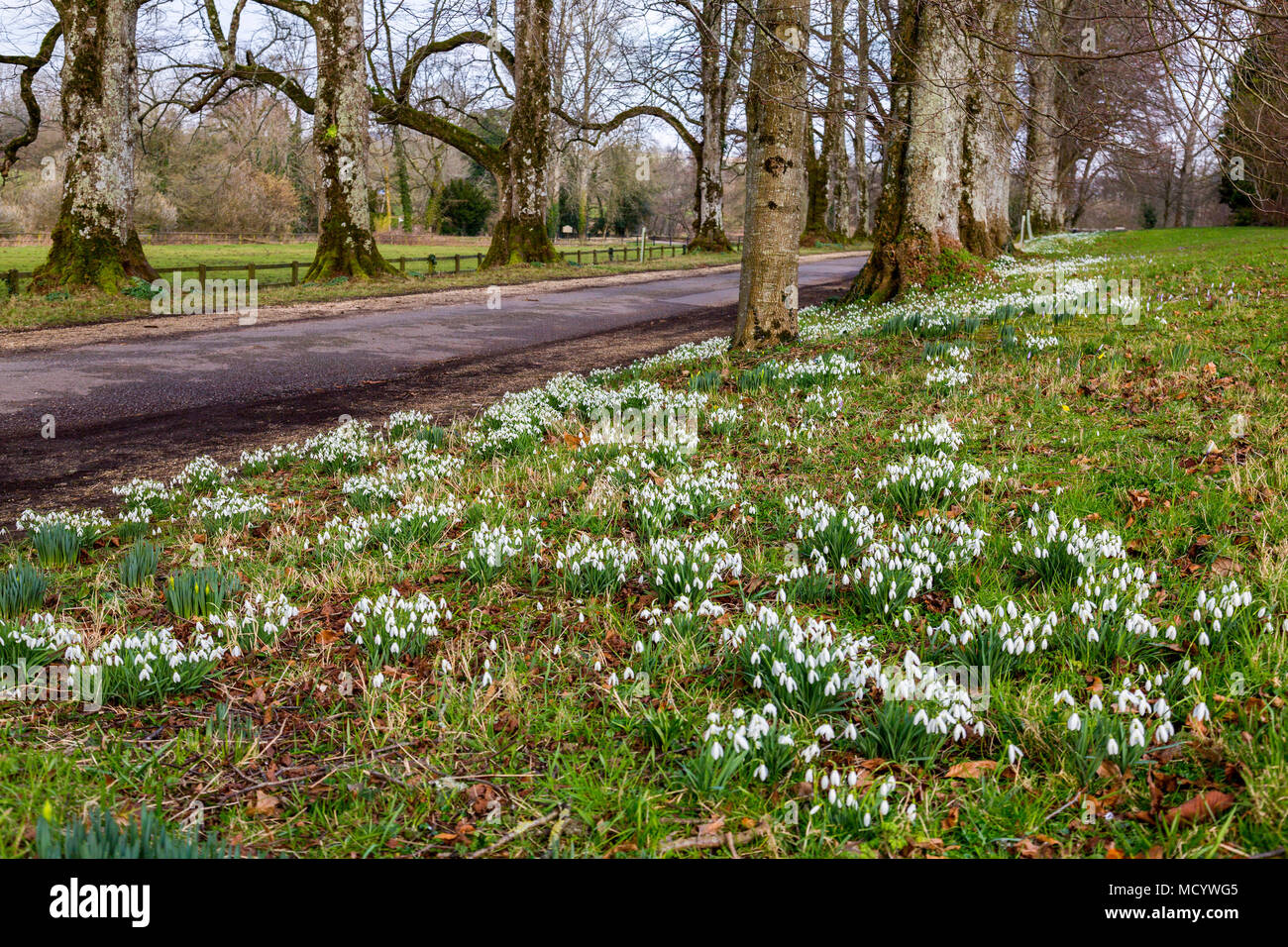 Clumps of snowdrops line the front drive at Forde Abbey, Dorset ...