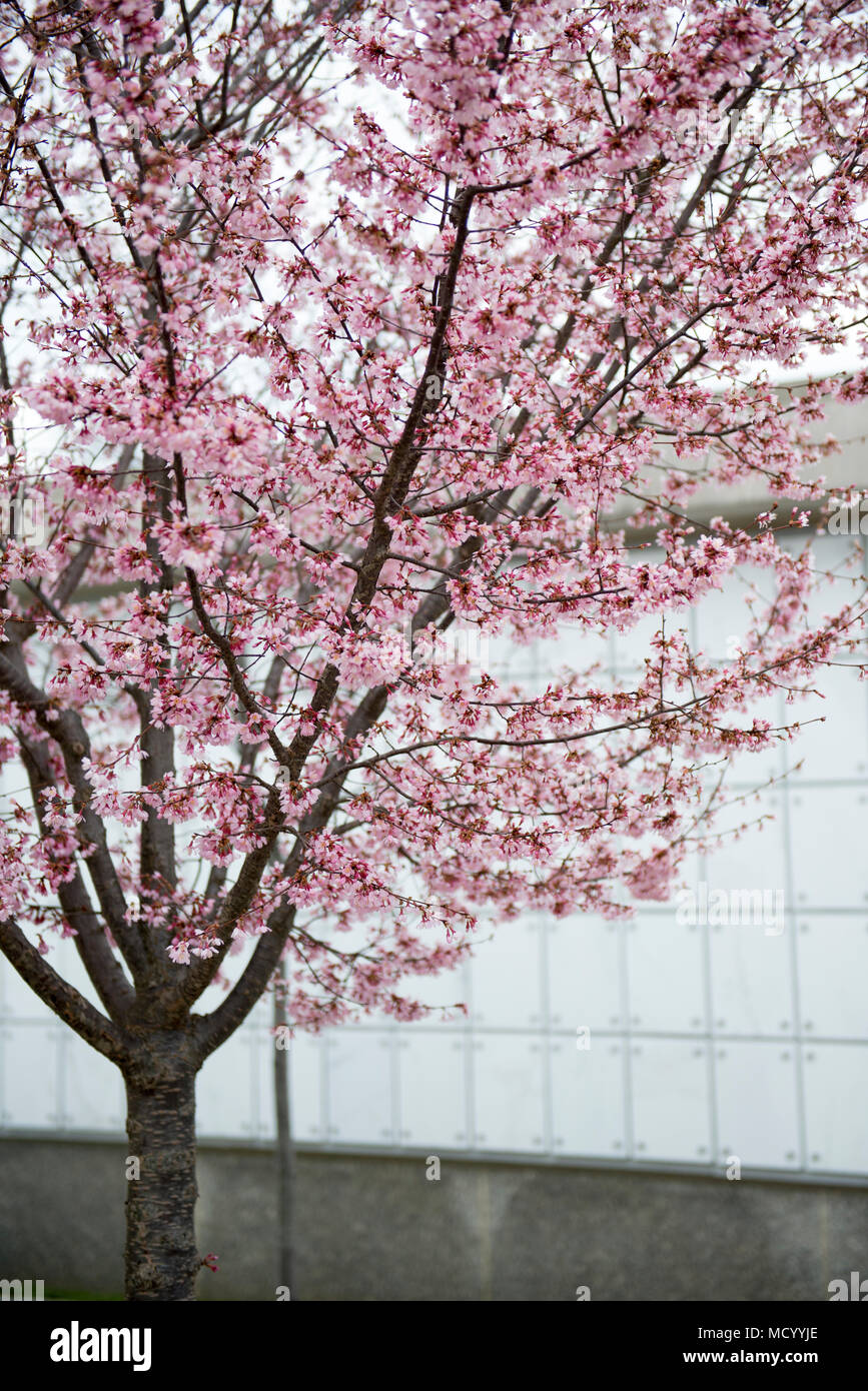 Prunus 'Okame' cherry trees bloom in Columbarium Court 9 of Arlington ...