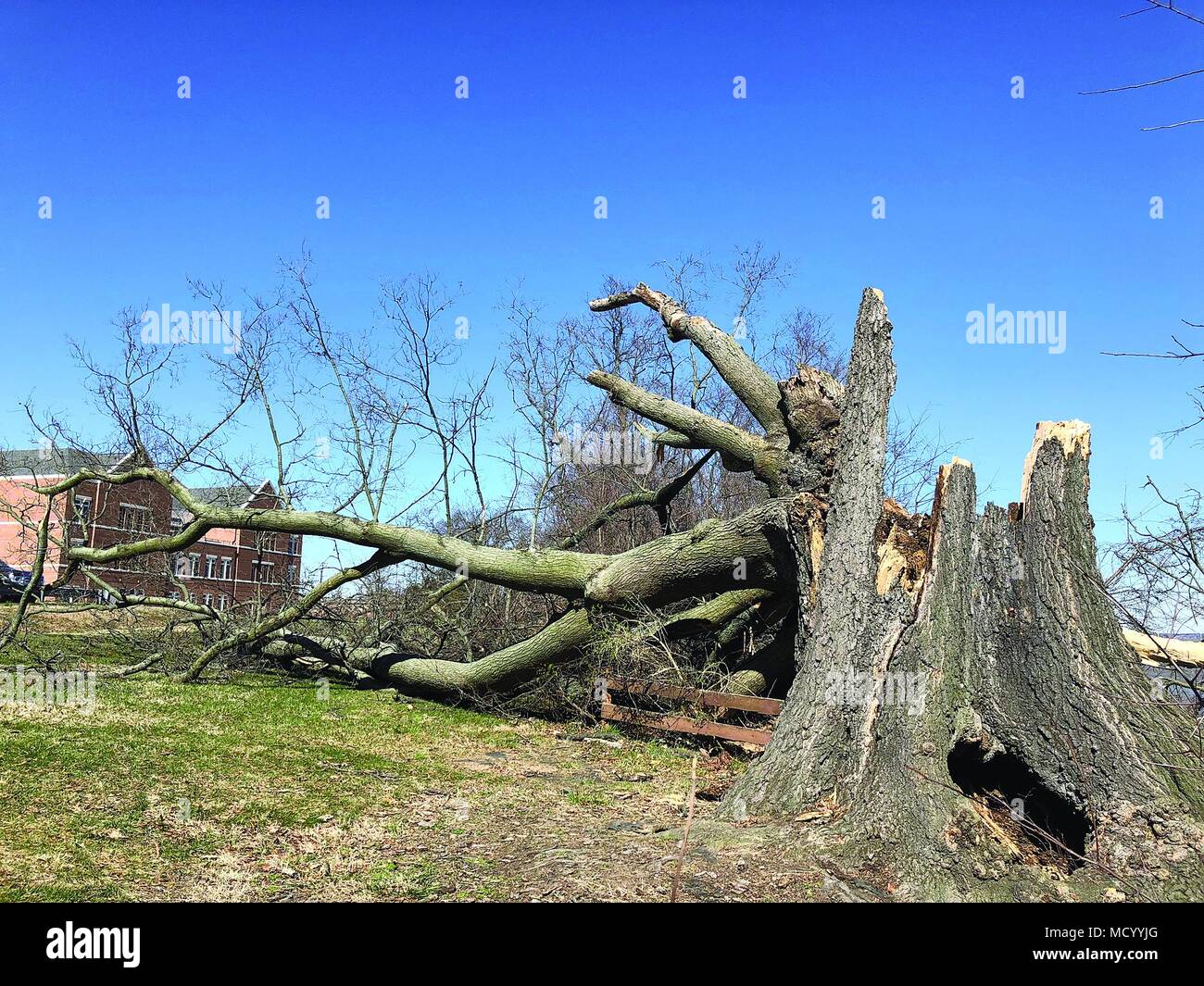157 year old tree falls hi-res stock photography and images - Alamy