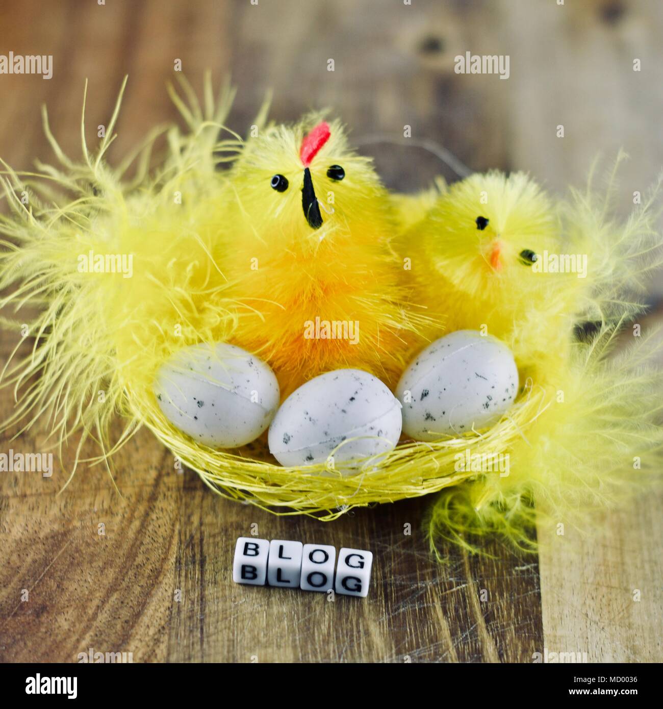 Yellow chicken near eggs hi-res stock photography and images - Alamy