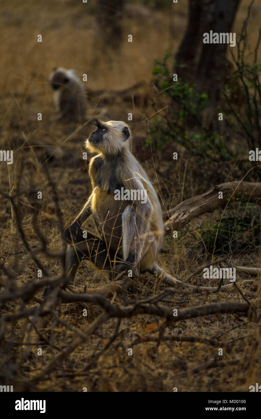A backlit adult grey langur (Semnopithecus entellus), an old world ...