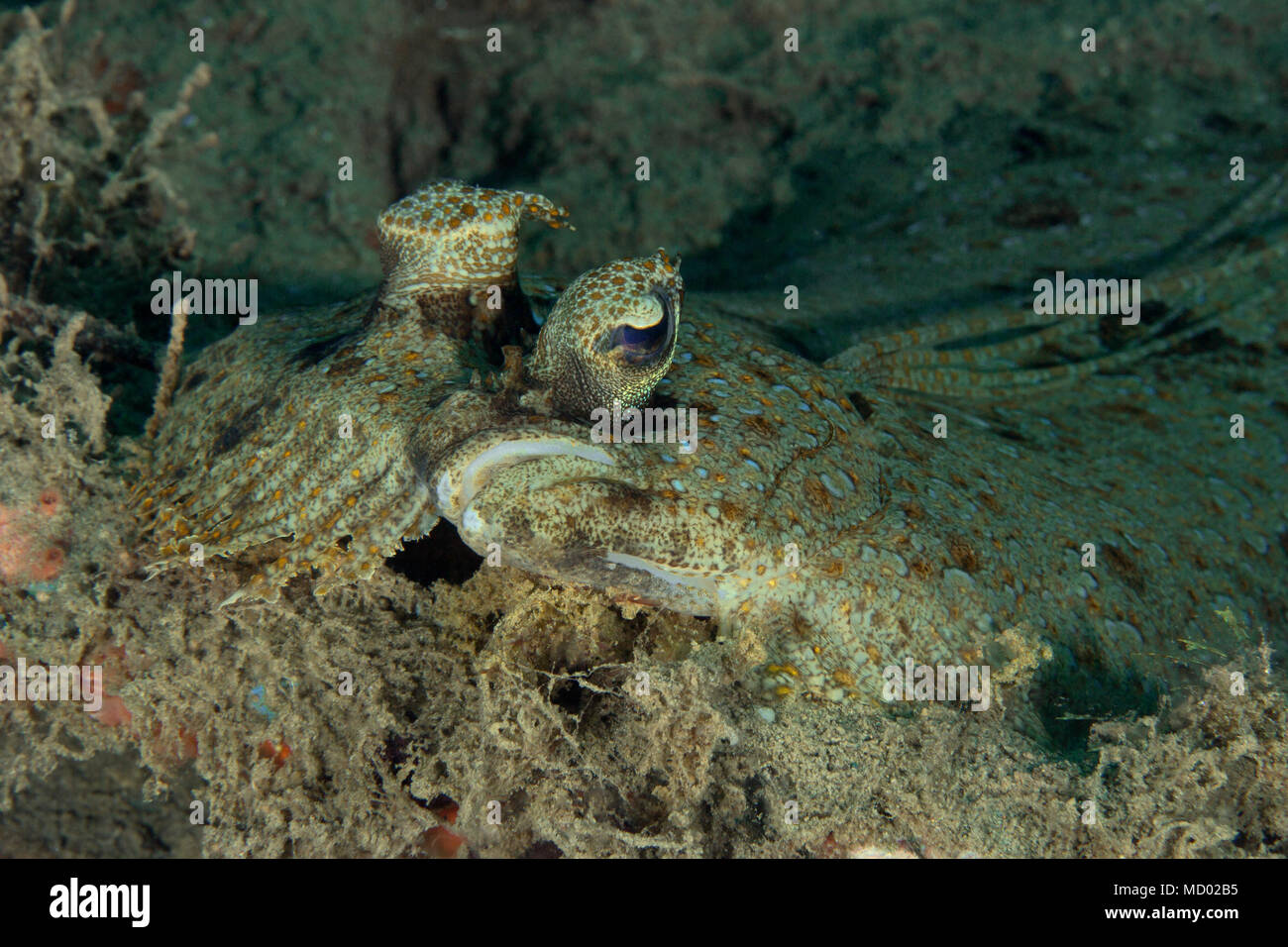 Leopard flounder (Bothus pantherinus). Picture was taken in the Banda ...