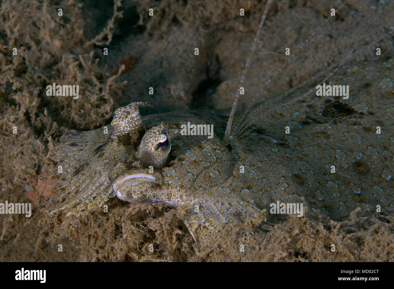 Leopard flounder (Bothus pantherinus). Picture was taken in the Banda ...