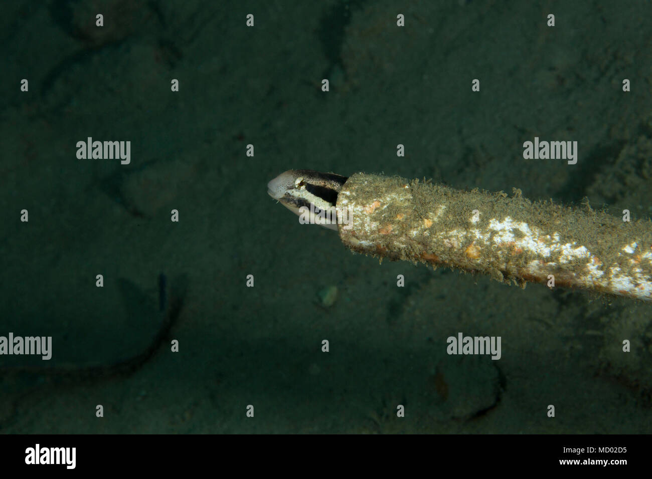 House of Goby. Picture was taken in the Banda sea, Ambon, West Papua ...