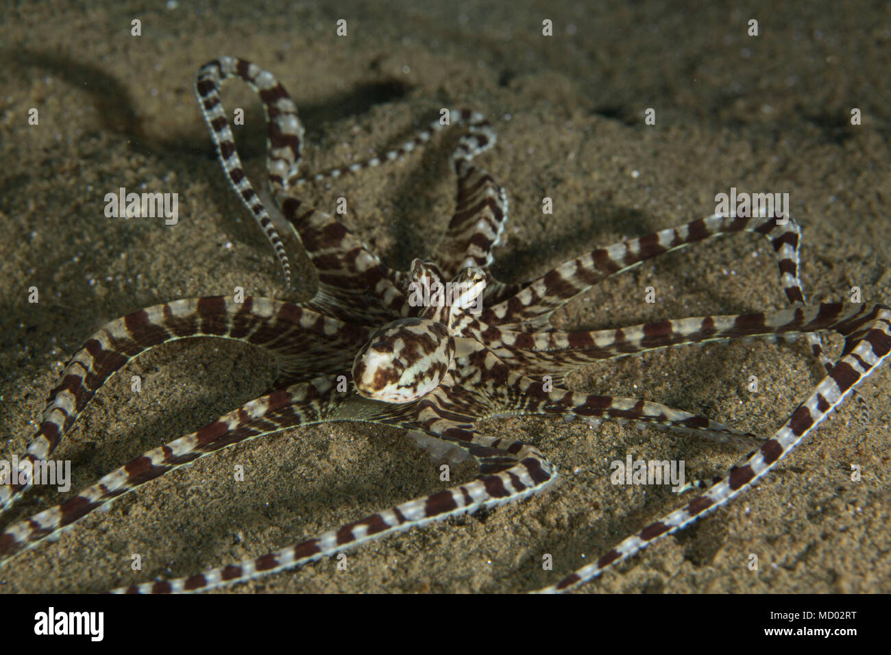 The mimic octopus (Thaumoctopus mimicus). Picture was taken in the ...