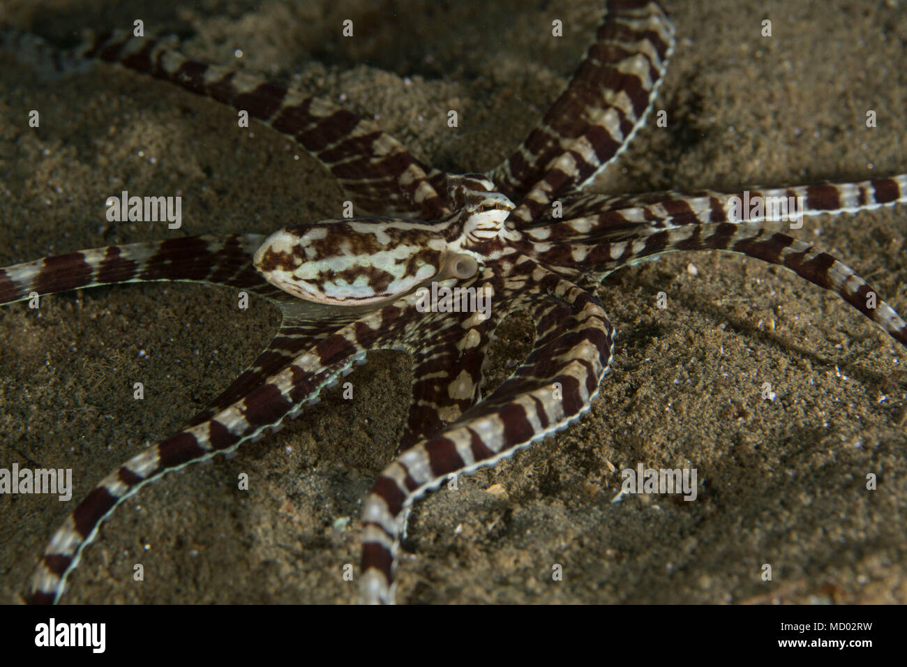 The mimic octopus (Thaumoctopus mimicus). Picture was taken in the ...