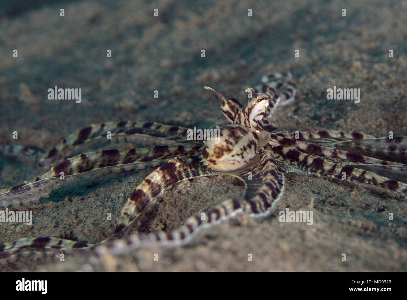 The mimic octopus (Thaumoctopus mimicus). Picture was taken in the ...