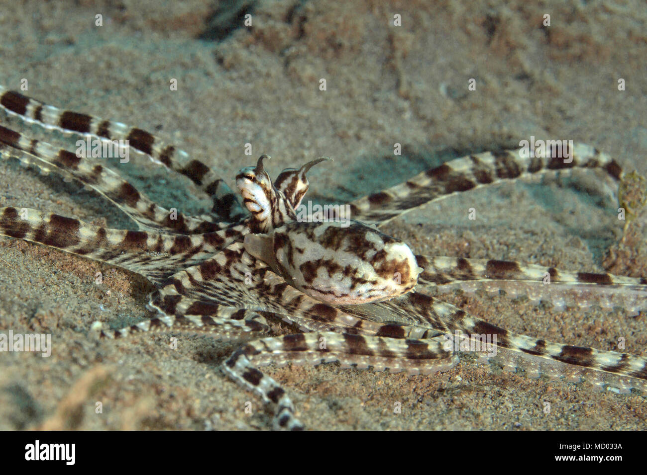 The mimic octopus (Thaumoctopus mimicus). Picture was taken in the ...