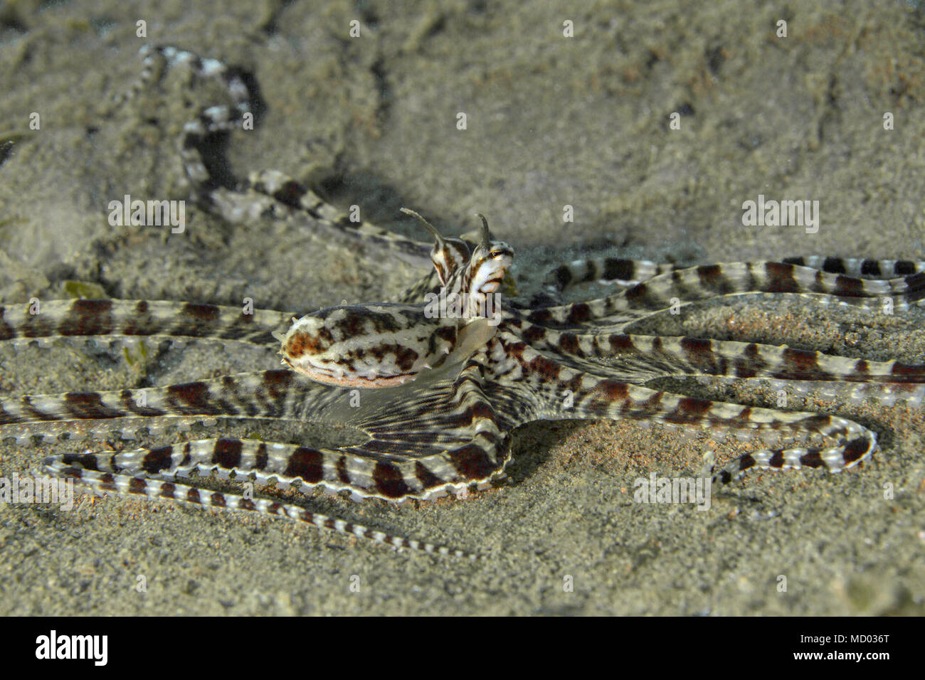 The mimic octopus (Thaumoctopus mimicus). Picture was taken in the ...
