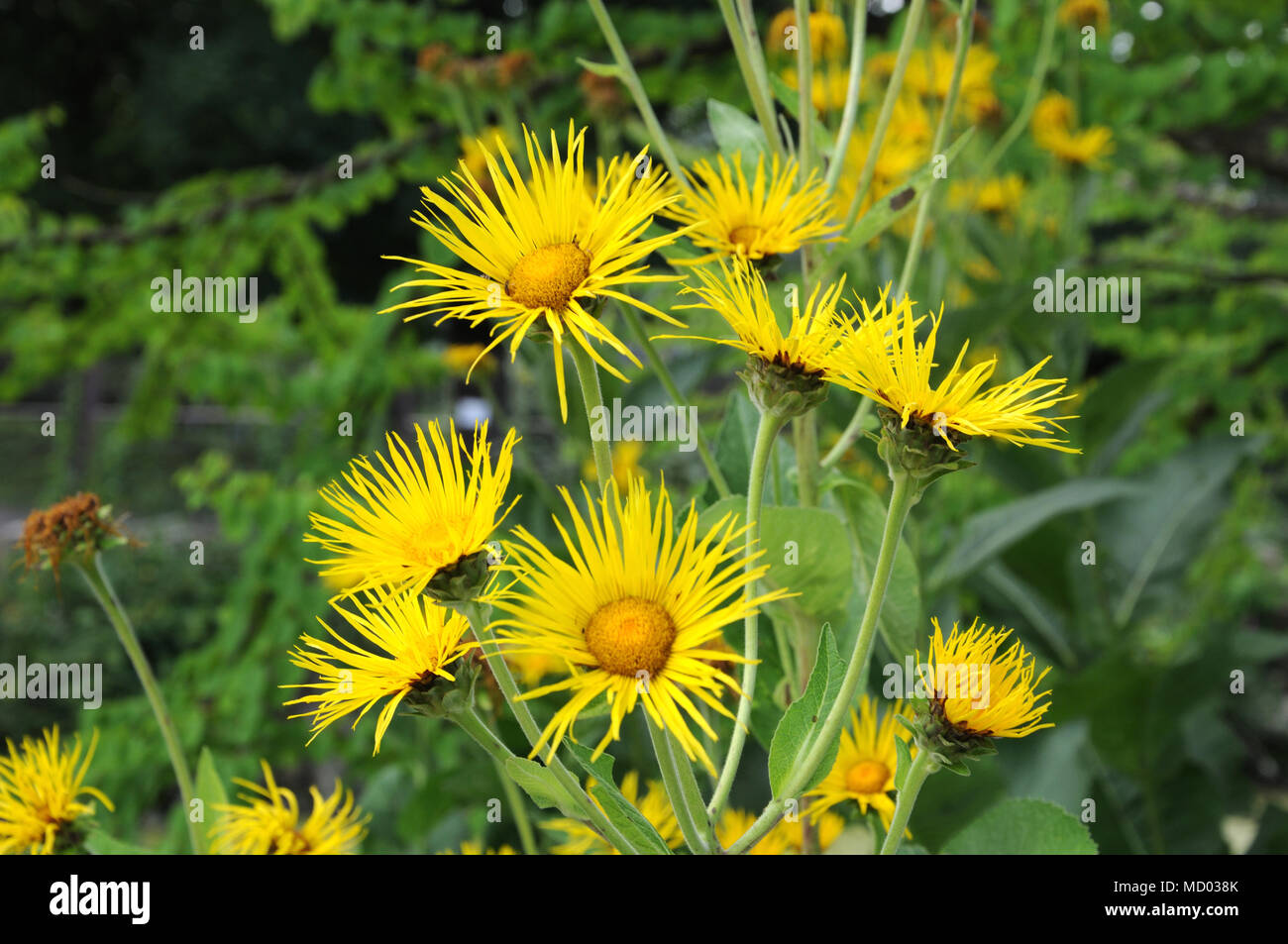 Small sunflowers hi-res stock photography and images - Alamy