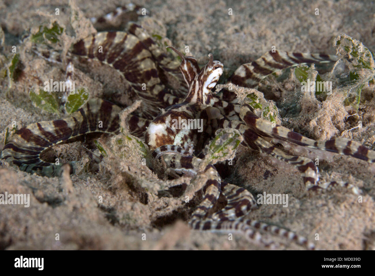 The mimic octopus (Thaumoctopus mimicus). Picture was taken in the ...
