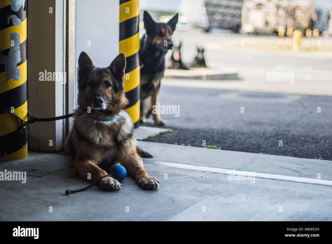 Japan police dogs hi-res stock photography and images - Alamy