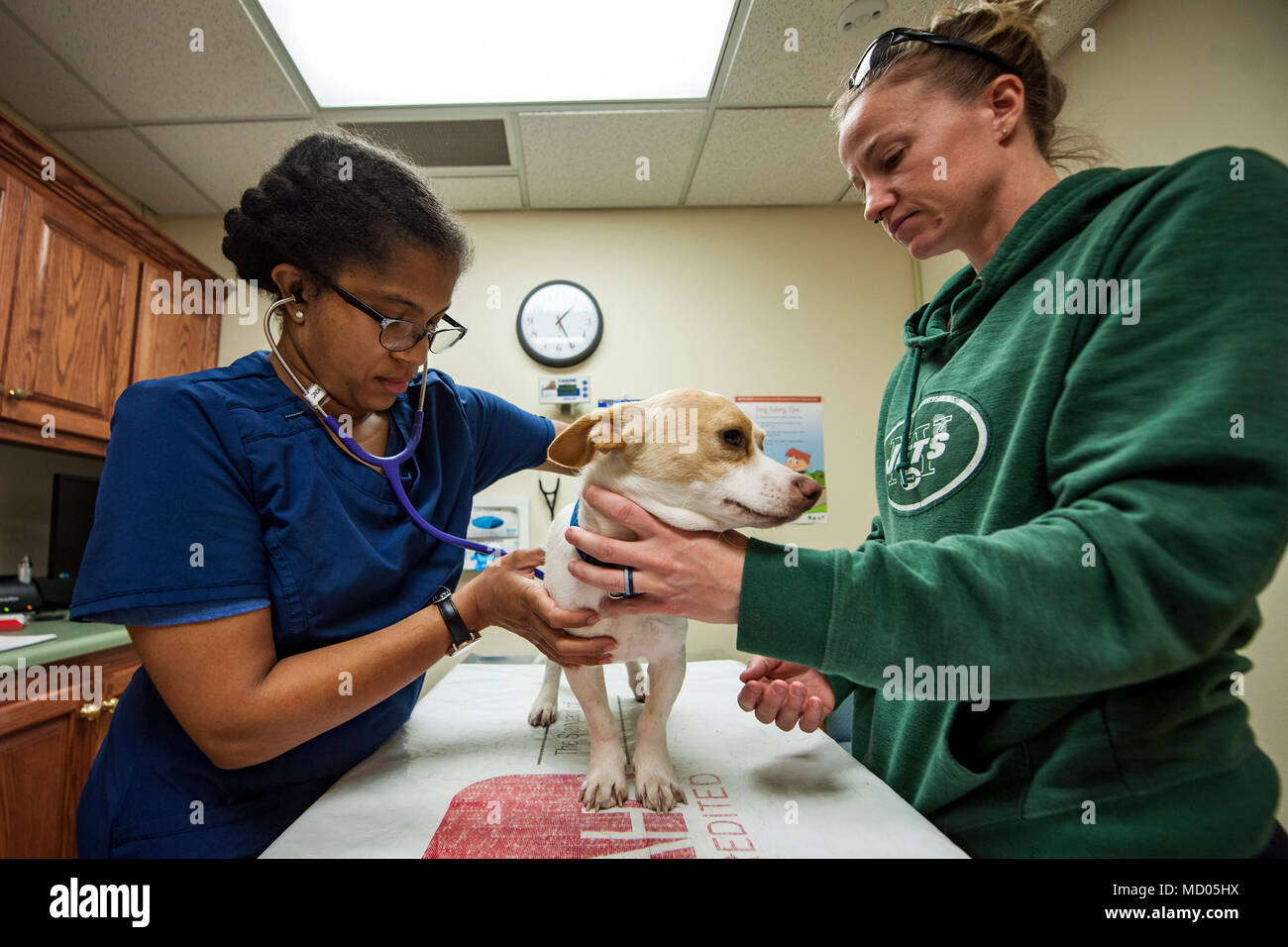 Military working dog medicine hi-res stock photography and images - Alamy