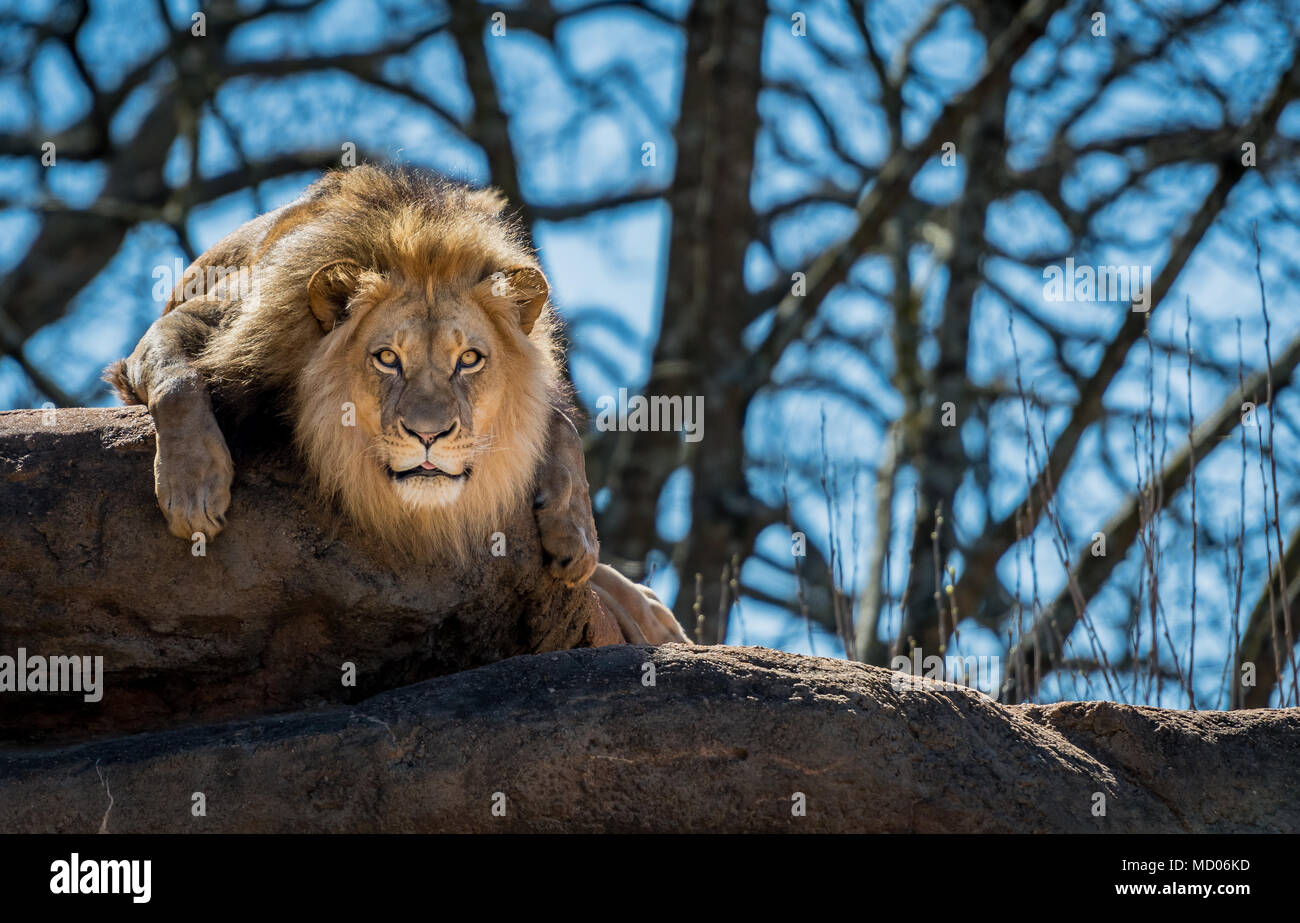 Curious Lion On Rock stares toward camera Stock Photo - Alamy