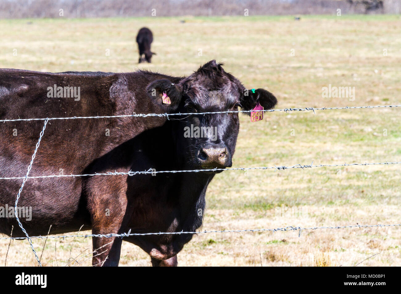 Angus bull california hi-res stock photography and images - Alamy