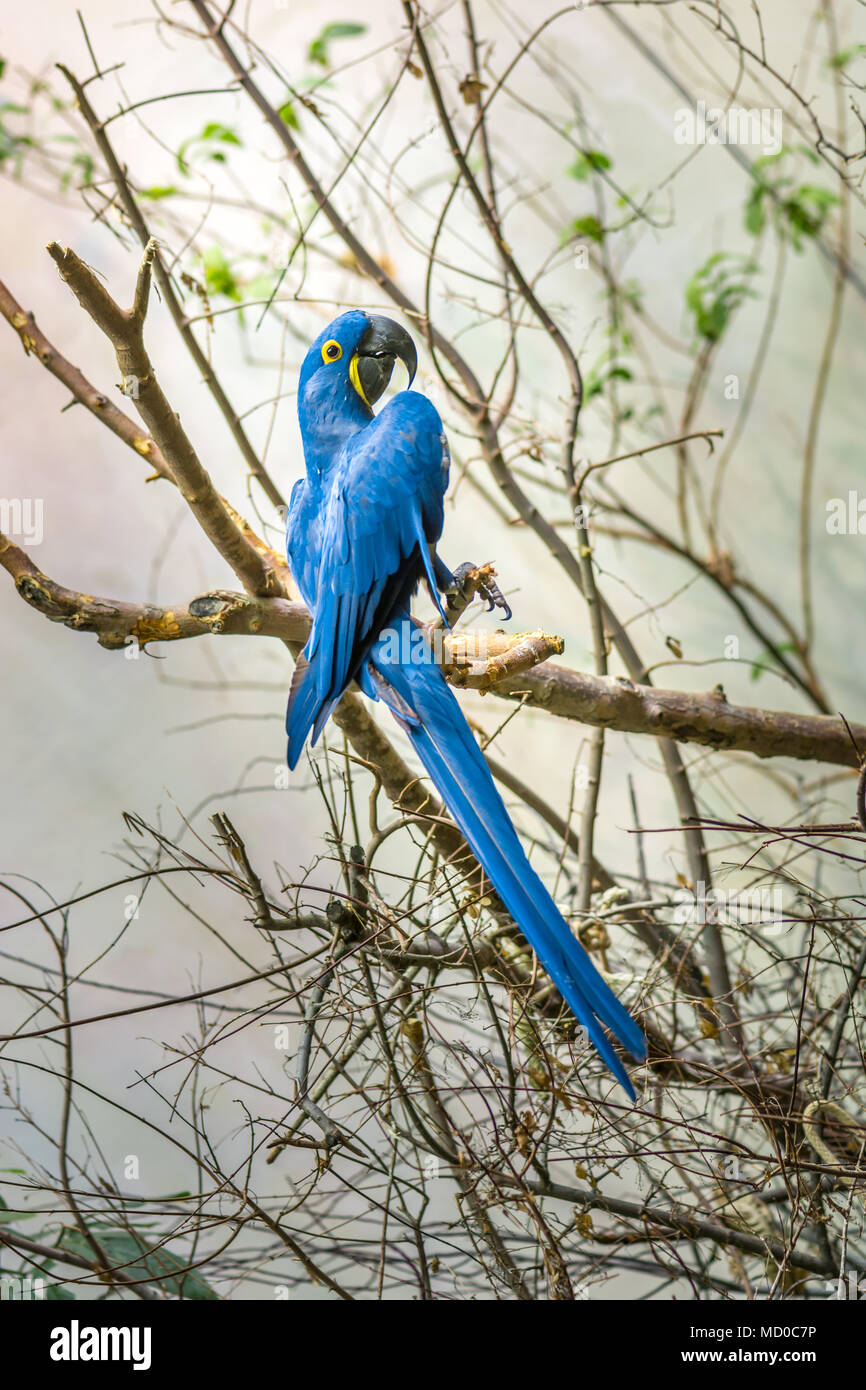 The hyacinth macaw is a large parrot with blue plumage with yellow eyes ...