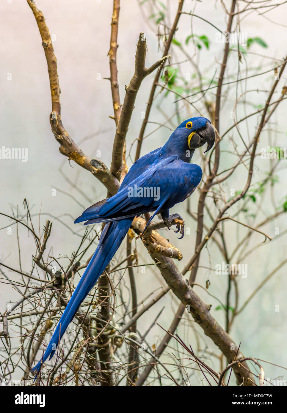 The hyacinth macaw is a large parrot with blue plumage with yellow eyes ...