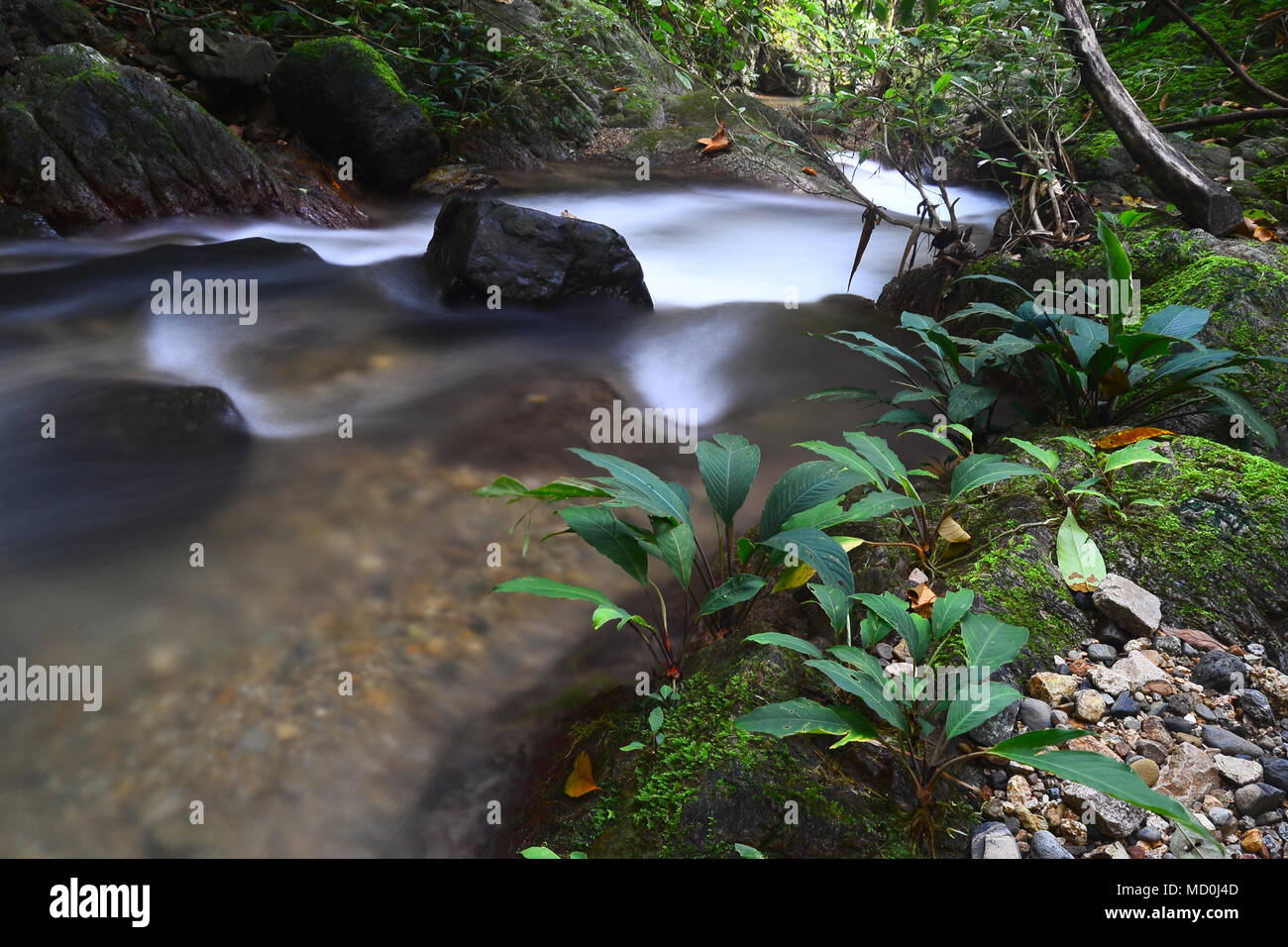 I took a picture and stood in the middle of the river in this Borneo ...