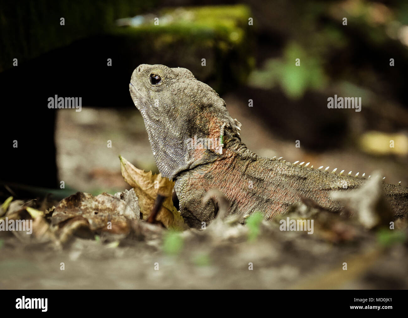 Native species hi-res stock photography and images - Alamy