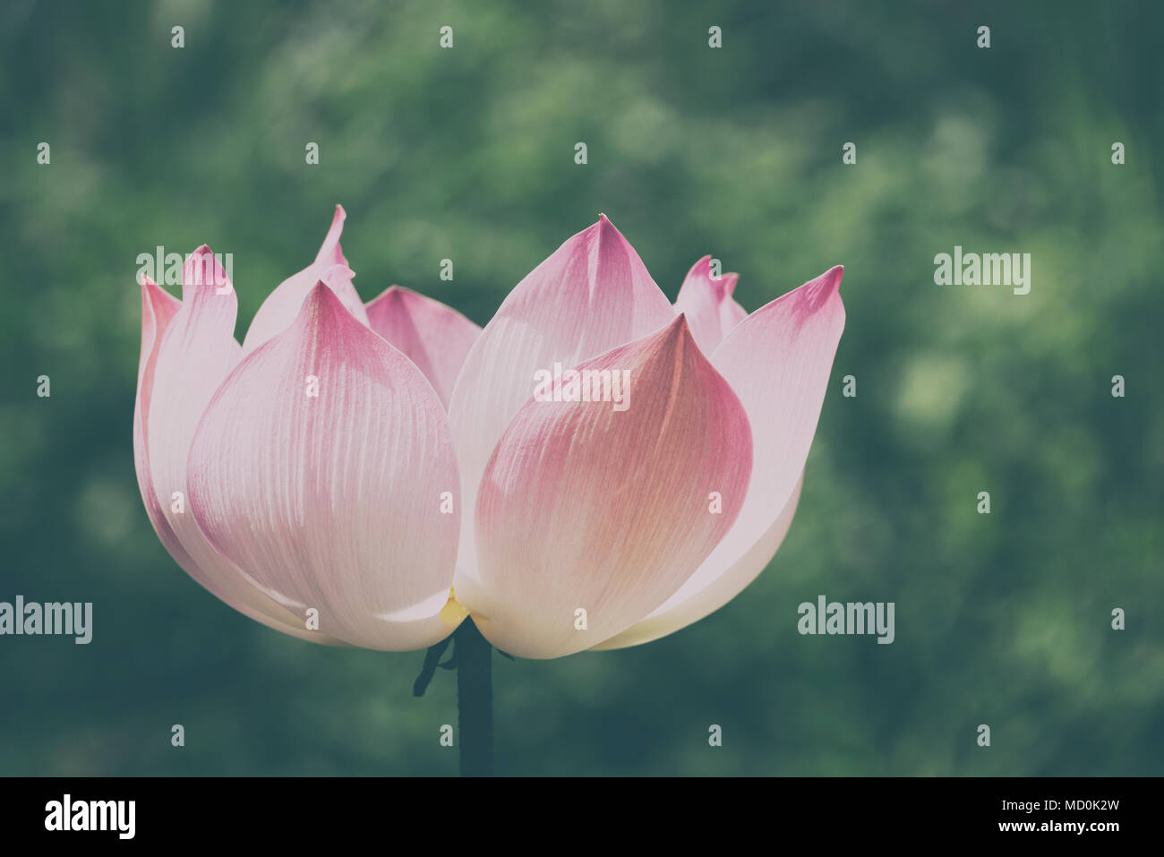 Lotus flower beautiful colors hi-res stock photography and images - Alamy