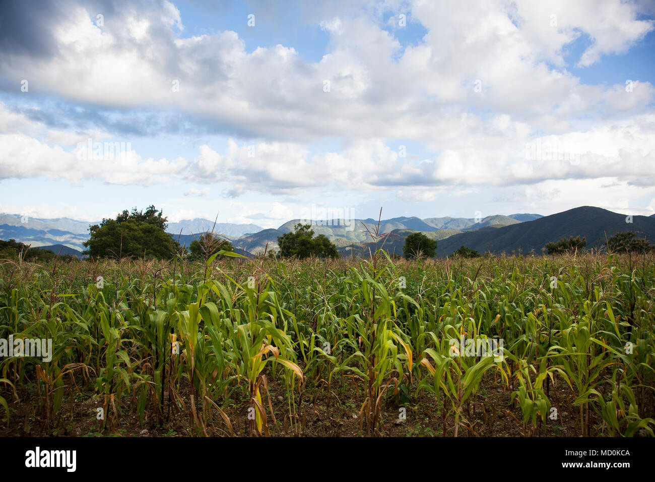 Countryside near Oaxaca City, Oaxaca, Mexico Stock Photo - Alamy