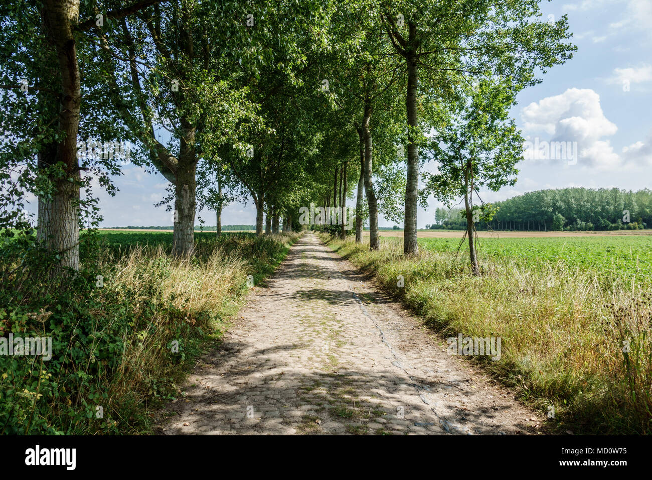 Dirt road through grass field Stock Photo - Alamy