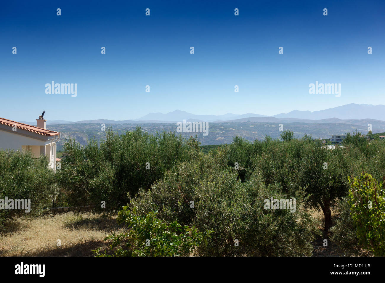 Scenic view of plants and mountain landscape, Crete, Greece Stock Photo ...