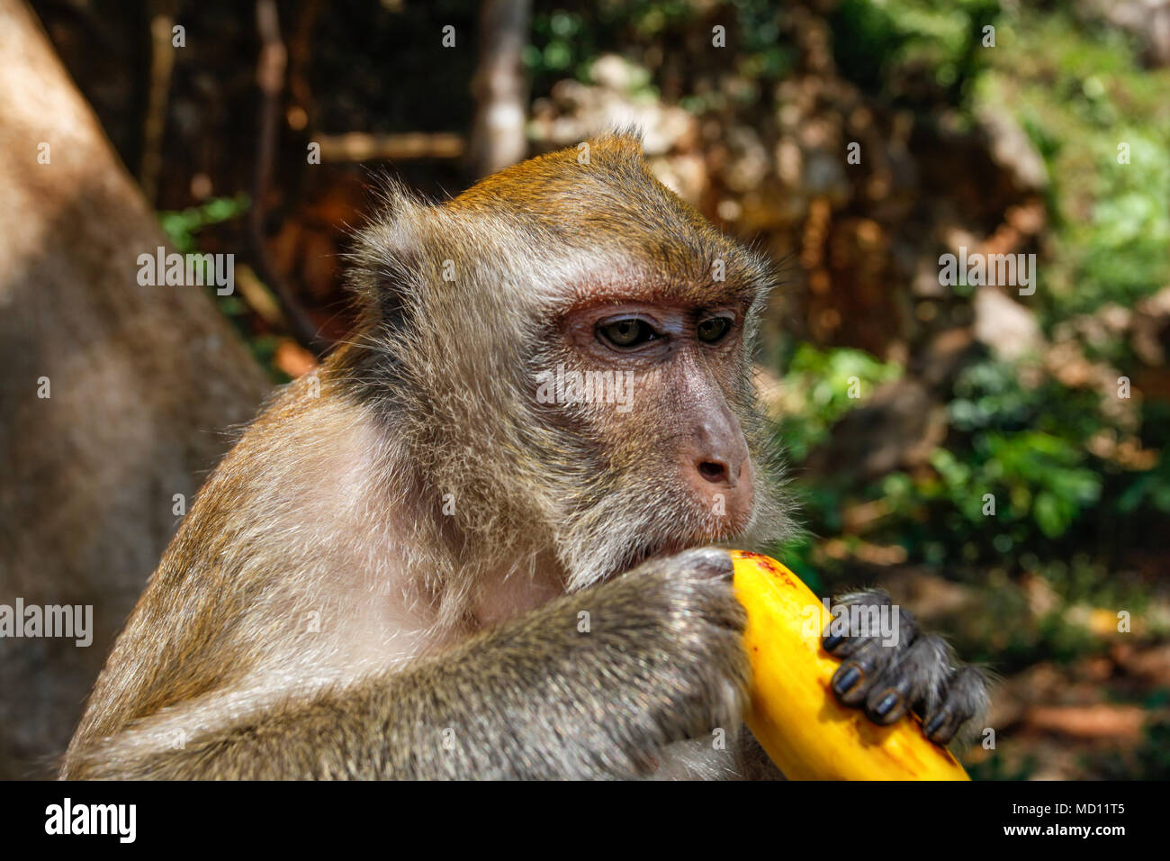 Little monkey eating banana hi-res stock photography and images - Alamy