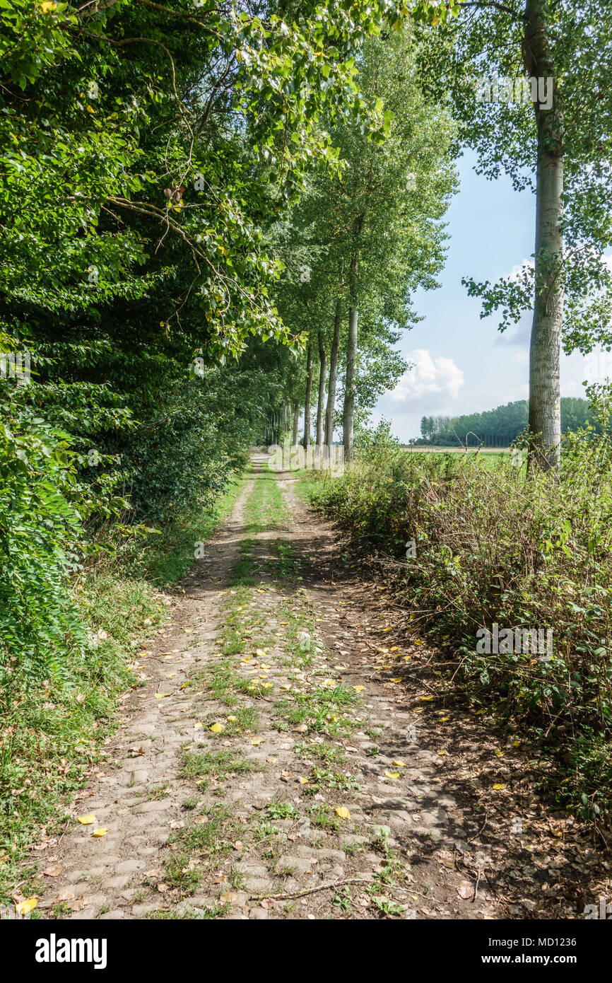 Footpath through forest and field Stock Photo - Alamy