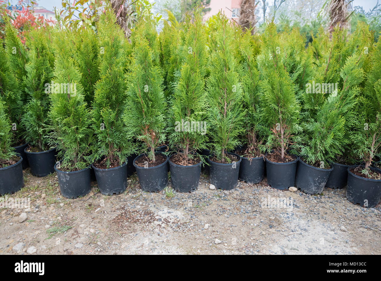 Many Green Hedge of Thuja Trees, or Green hedge of the Tui trees in ...