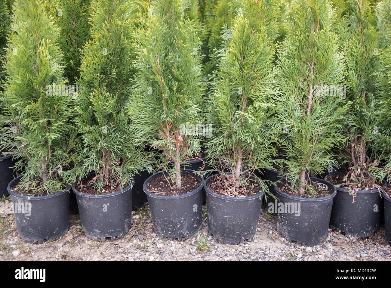 Many Green Hedge of Thuja Trees, or Green hedge of the Tui trees in ...