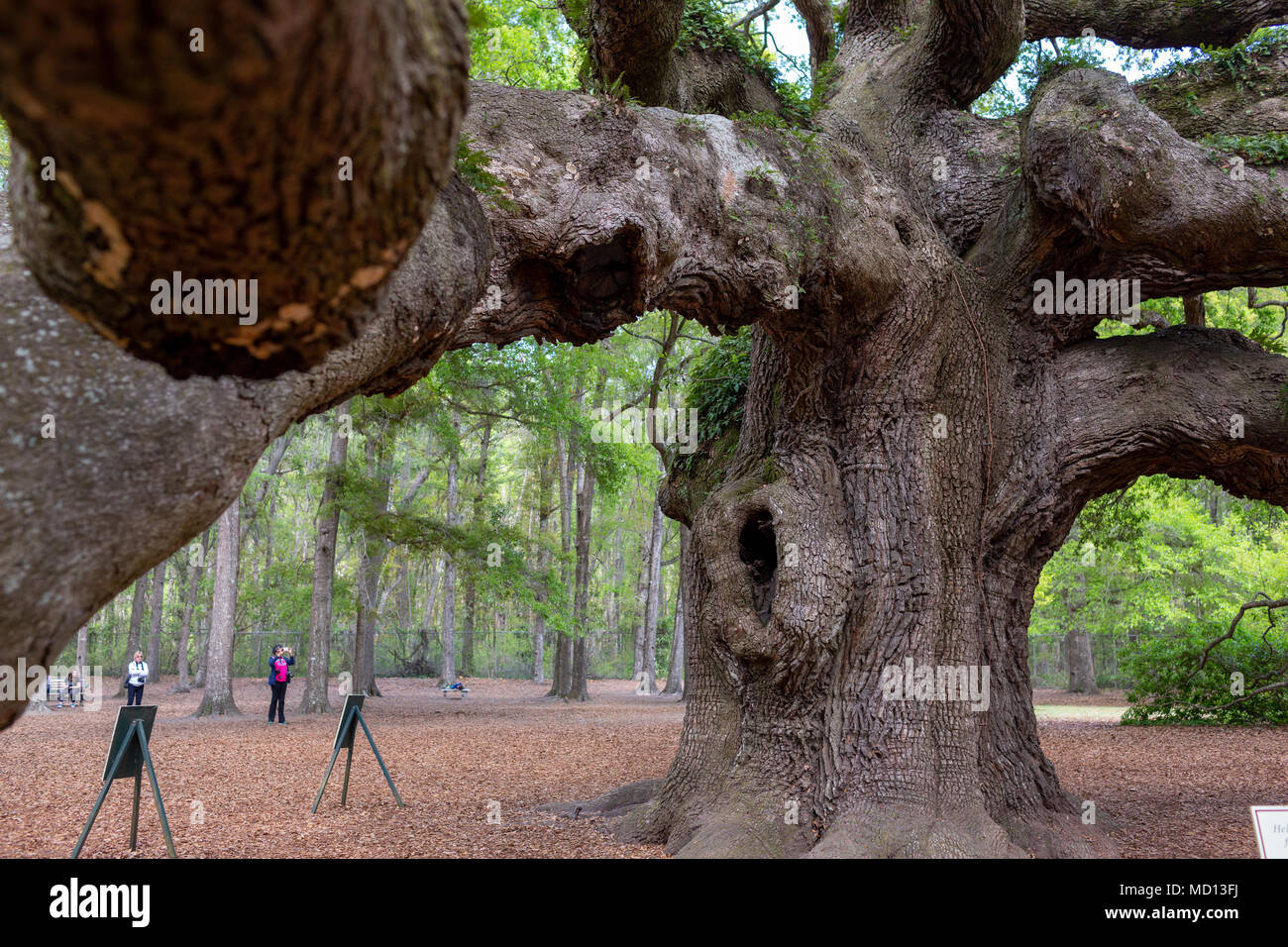 Angel oak tree hi-res stock photography and images - Alamy