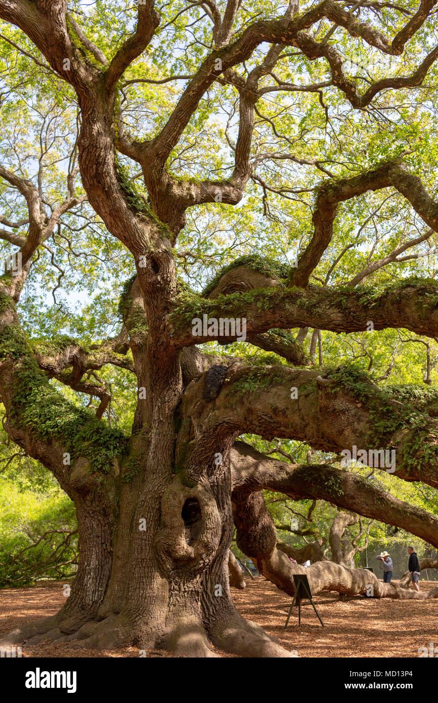 Angel Oak, Charleston, South Carolina, USA Stock Photo - Alamy