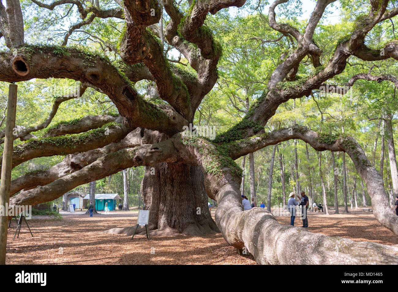 Angel oak charleston hi-res stock photography and images - Alamy