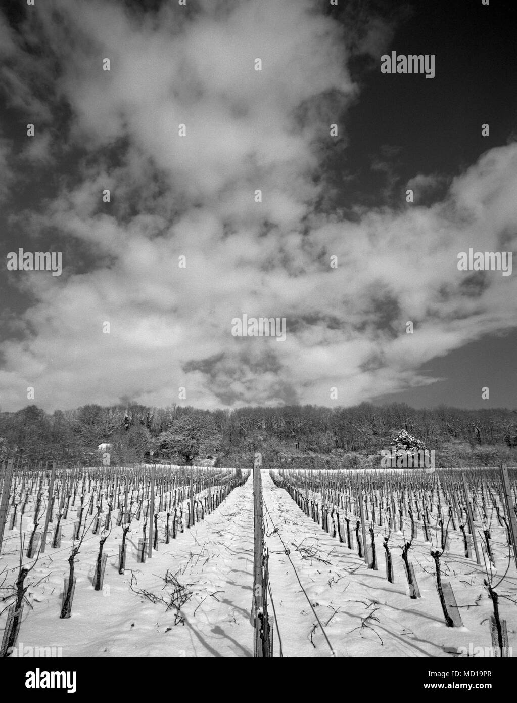 Westwell Vineyard High Resolution Stock Photography and Images - Alamy