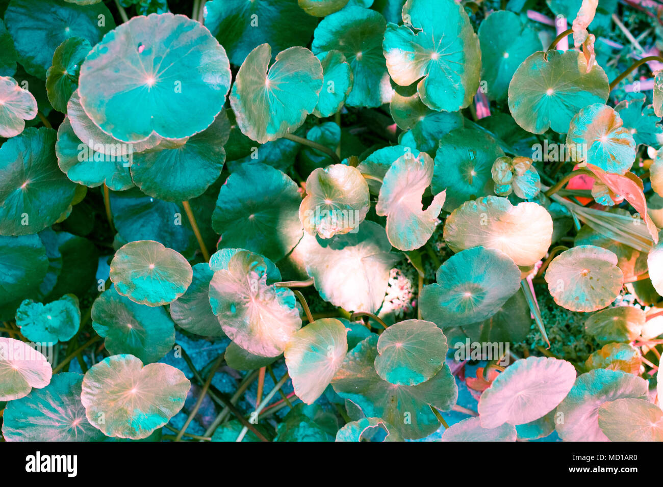 green leaf pastel color to Creative pattern and texture design with ...