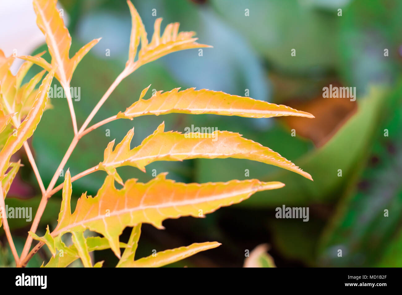 green leaf pastel color to Creative pattern and texture design with ...