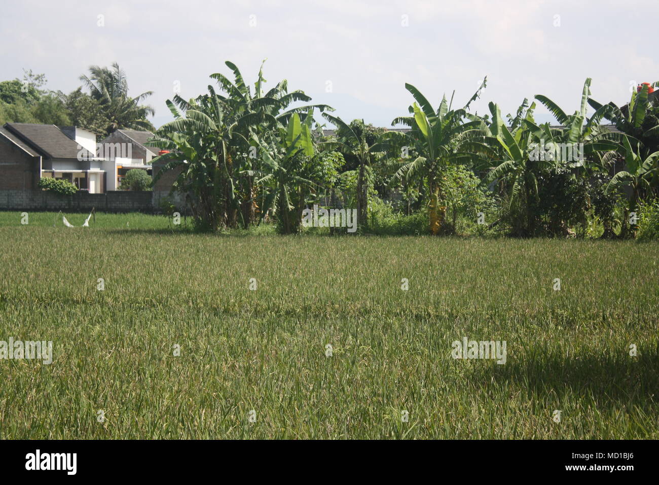 Group of Banana Trees and Paddy Fields near Residential Area in Bandung ...